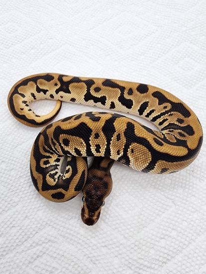 OD Leopard HGW Double Het Clown Pied Ball Python by Matt Marberg Reptiles