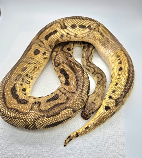 Pastel Leopard Orange Dream Clown Het Pied Ball Python by Matt Marberg ...