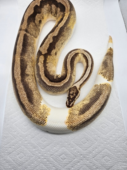 Enchi Pastel Fire Pied (Proven Breeder) Ball Python by Matt Marberg ...