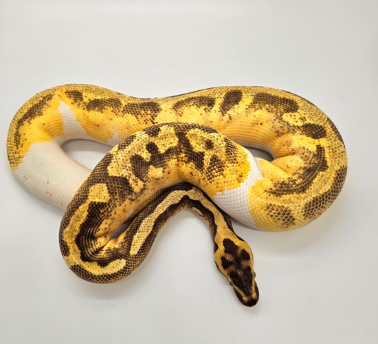 Pastel Fire Enchi YB Pied POS GeneX (Well Started) Ball Python by Matt ...