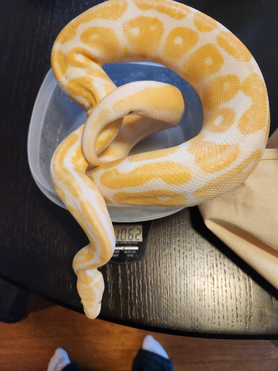 Albino Ball Python by Mansfield Breeding Business - MorphMarket