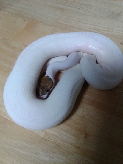 Special Pied Ball Python by Matts pythons
