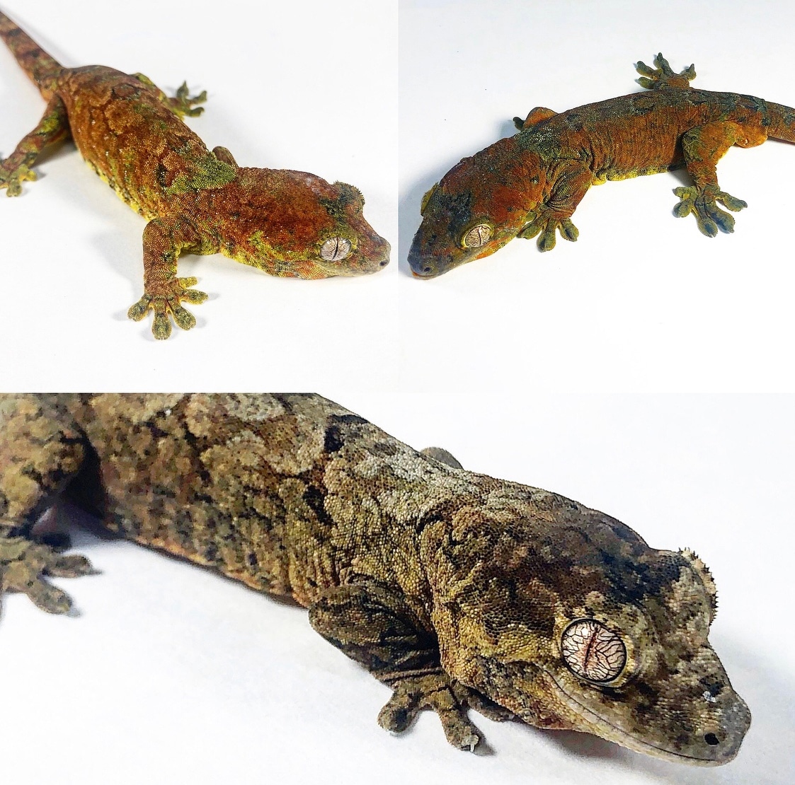 Red Mainland $550 Chahoua Gecko by Lizard Wizard Reptiles - MorphMarket
