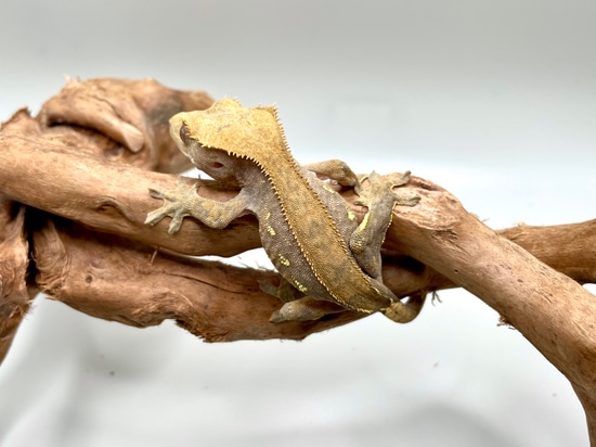 Male Phantom With Portholes CG16 Crested Gecko by Lizard Wizard Reptiles