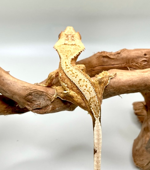 Male Yellow And White CG19 Crested Gecko by Lizard Wizard Reptiles