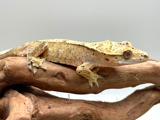 Female Lavender And Cream CG22 Crested Gecko by Lizard Wizard Reptiles