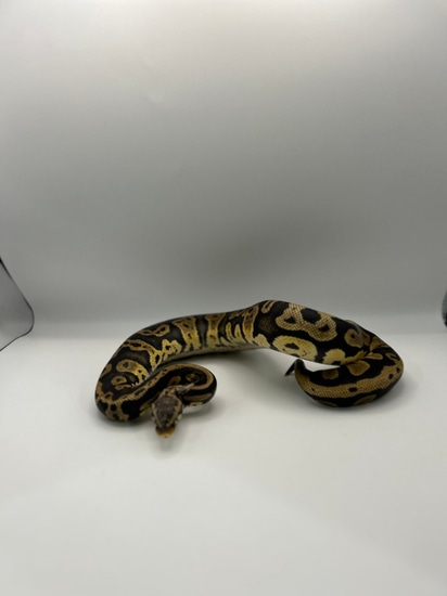 Confusion GHI Pastel Yellow Belly 100% Het Clown Ball Python by Martinez Morphs
