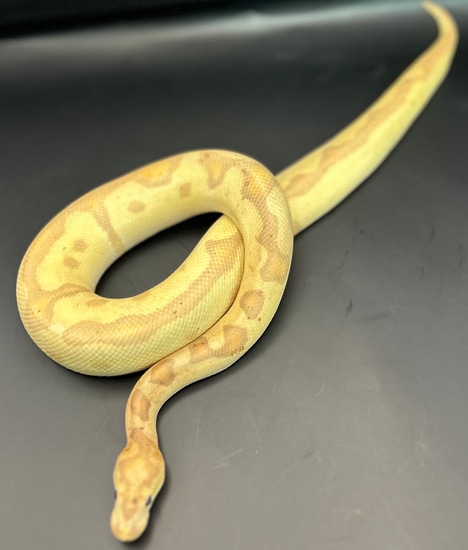 Banana Enchi Clown Ball Python by Martinez Morphs