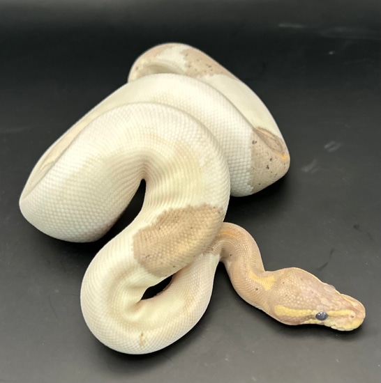 Black Pastel Banana Piebald Ball Python by Martinez Morphs