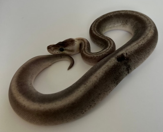 Super Black Pastel Cinnamon Ball Python by Martinez Morphs