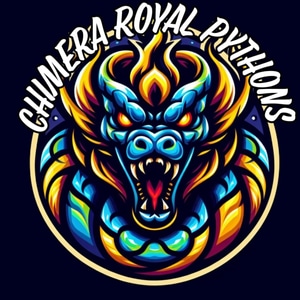 Chimera Royal Pythons - MorphMarket