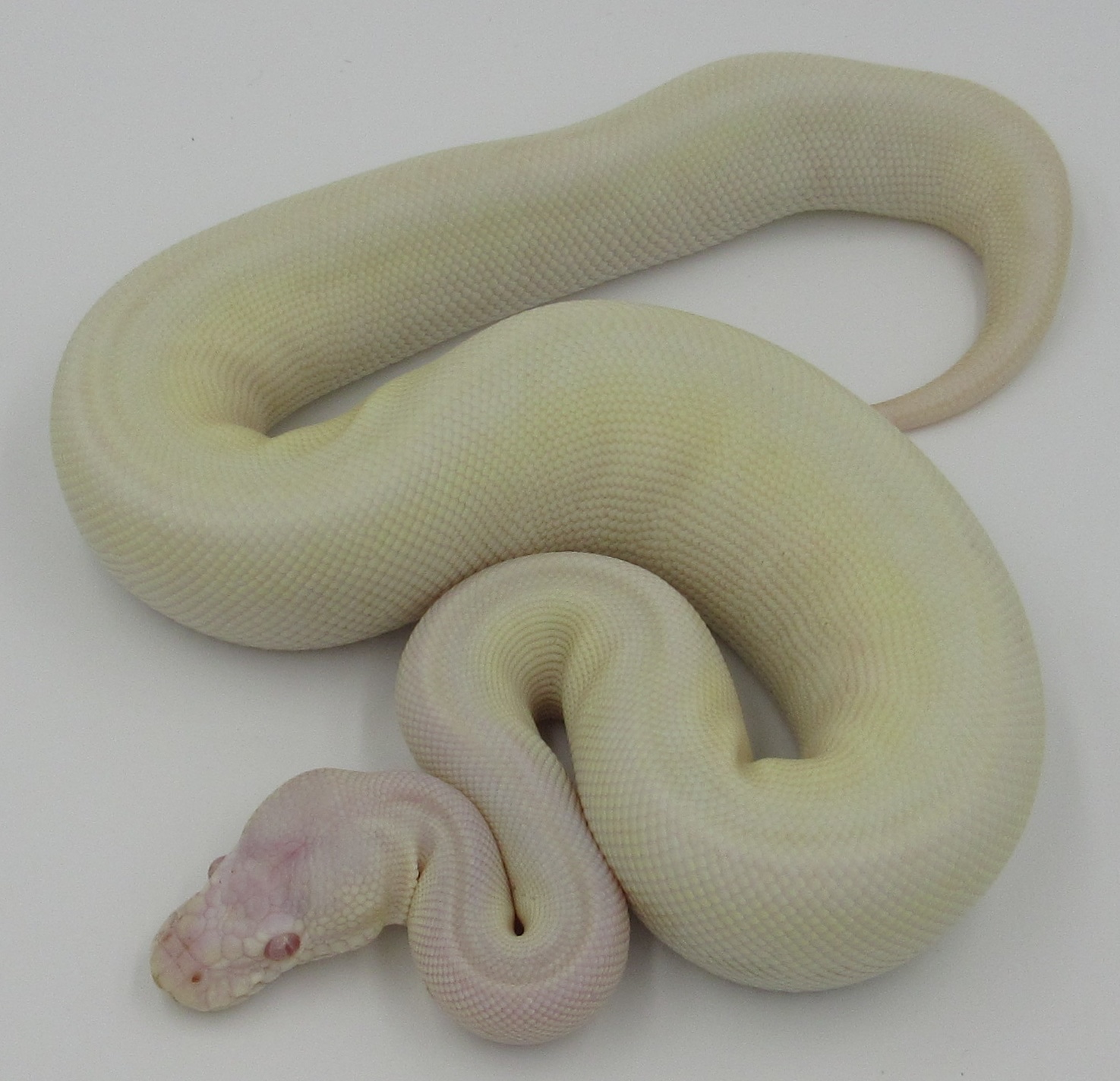 Albino Mystic Mojave Ball Python by MattJReptiles - MorphMarket
