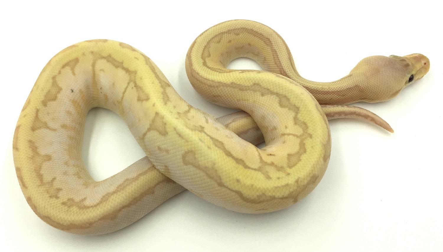 Banana Pastel Calico Pinstripe Ball Python by MattJReptiles - MorphMarket