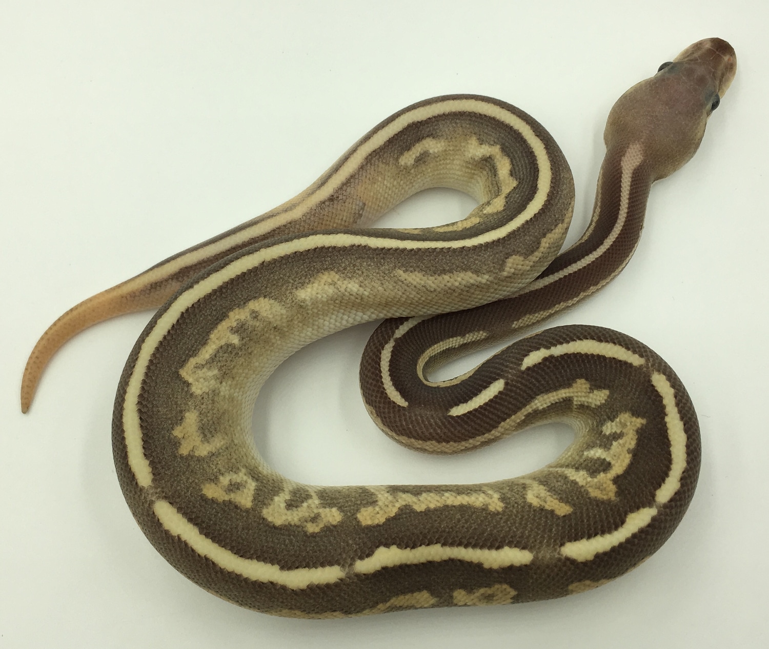 Vanilla Cinnamon Mojave Ball Python by MattJReptiles - MorphMarket