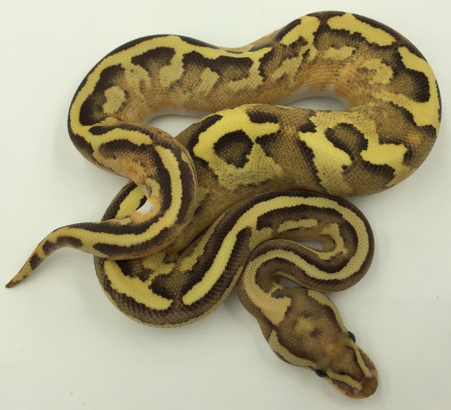 Disco Fire Ball Python by MattJReptiles - MorphMarket