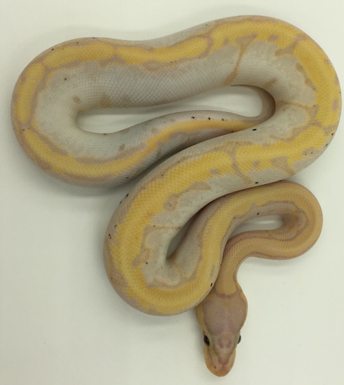 Banana Pinstripe Pastel Calico Ball Python by MattJReptiles