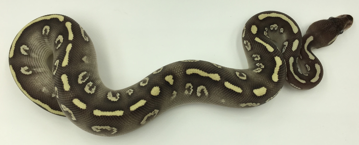 Super Mystic Ball Python by MattJReptiles - MorphMarket
