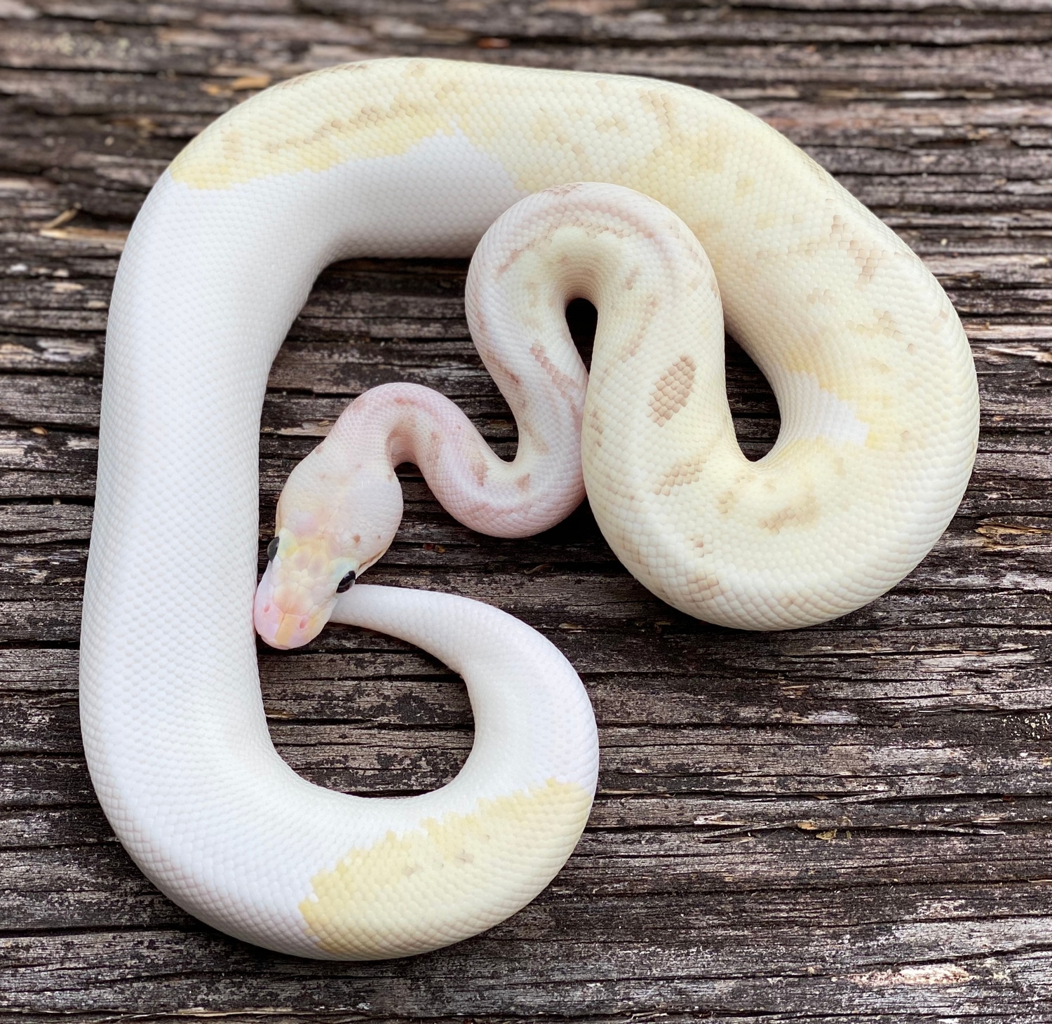 Disco Fire Pastel Spider Ball Python by MattJReptiles - MorphMarket