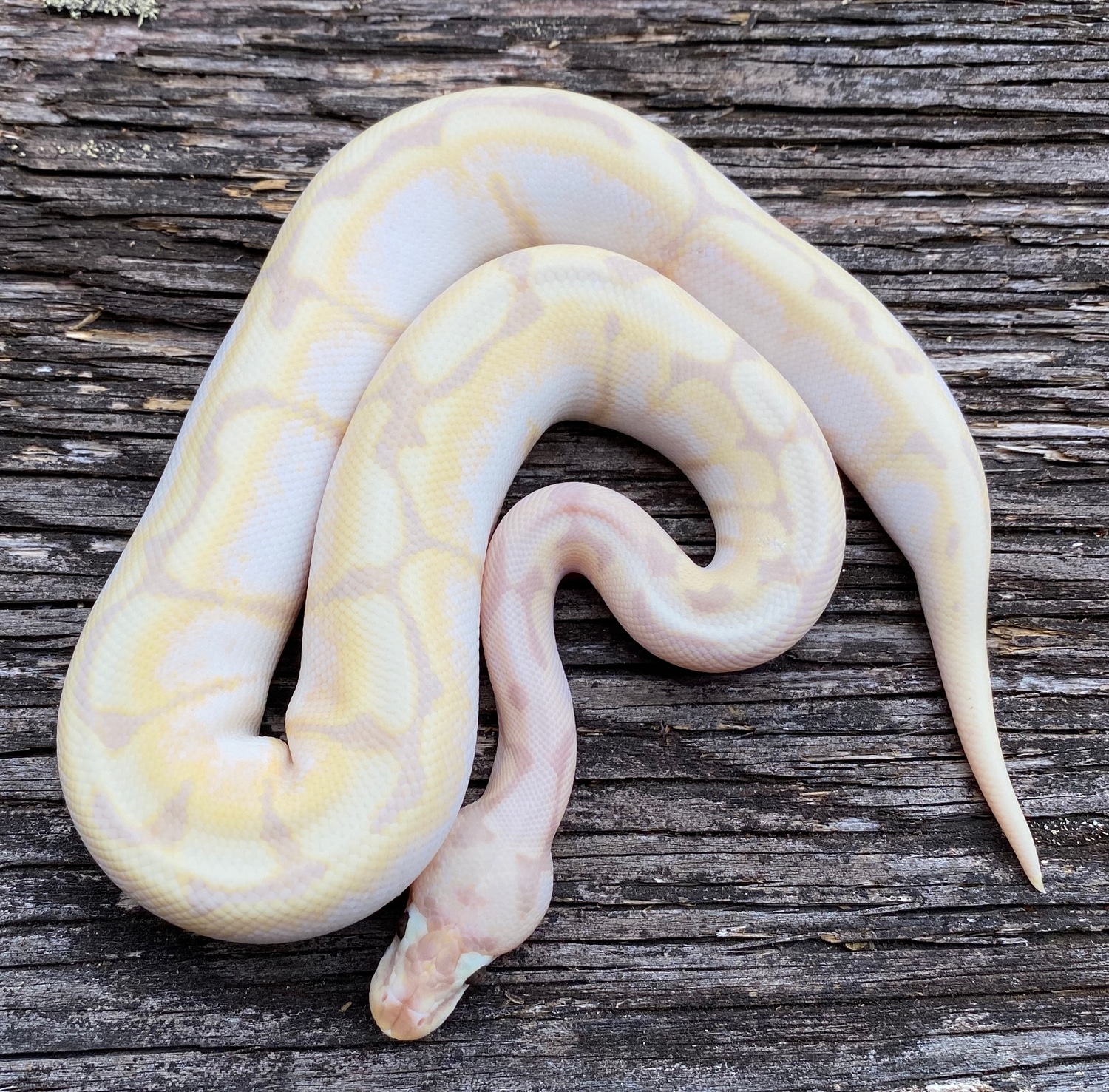 Super Banana Spider Calico Ball Python by MattJReptiles - MorphMarket