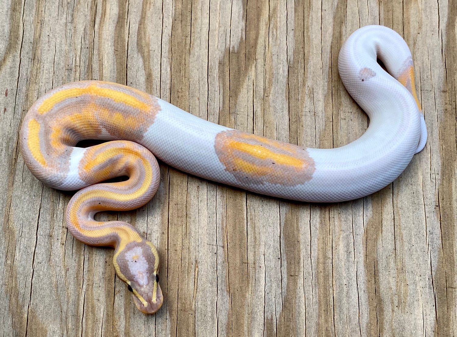 Banana Piebald Ball Python by MattJReptiles - MorphMarket