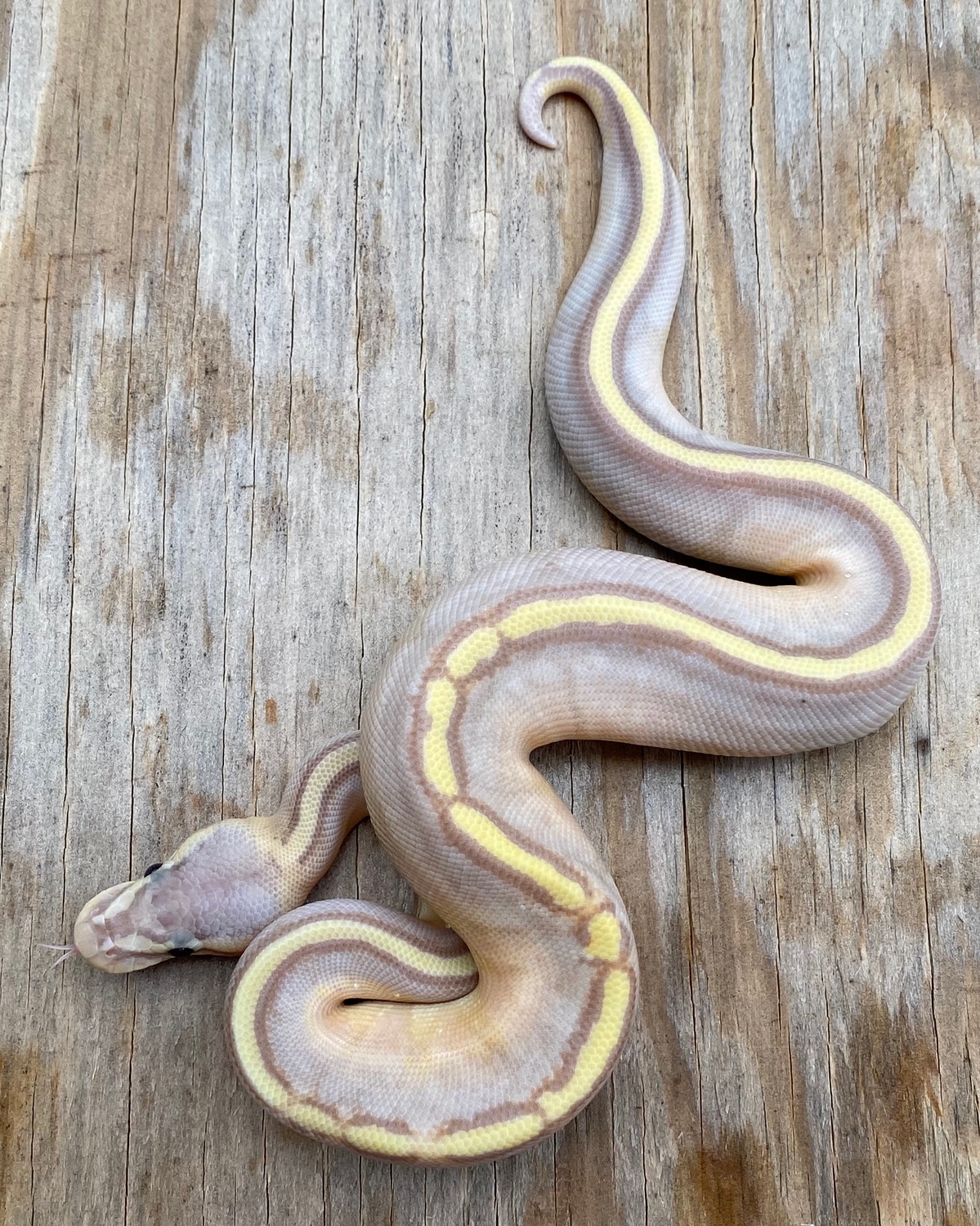 Banana Pastel Genetic Stripe Ball Python by MattJReptiles - MorphMarket