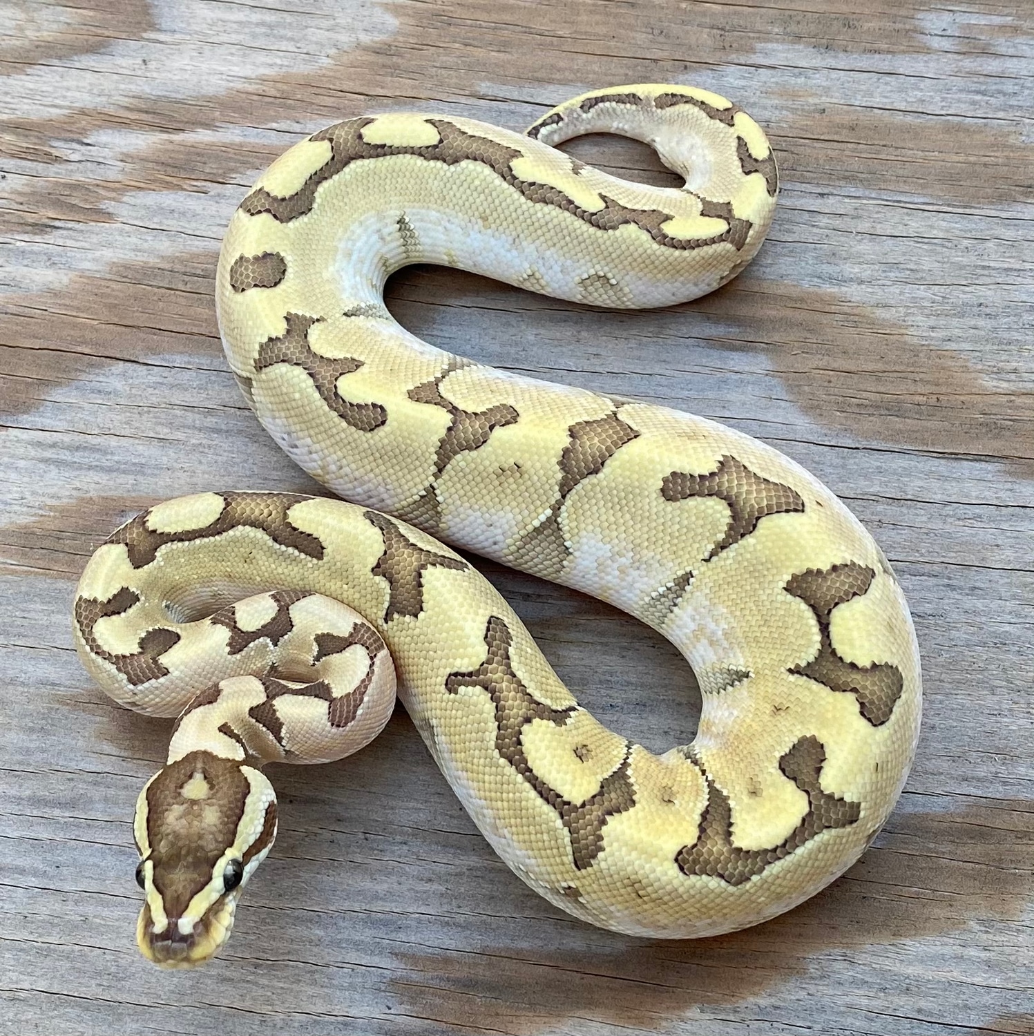 Bamboo Enchi Ball Python by MattJReptiles - MorphMarket