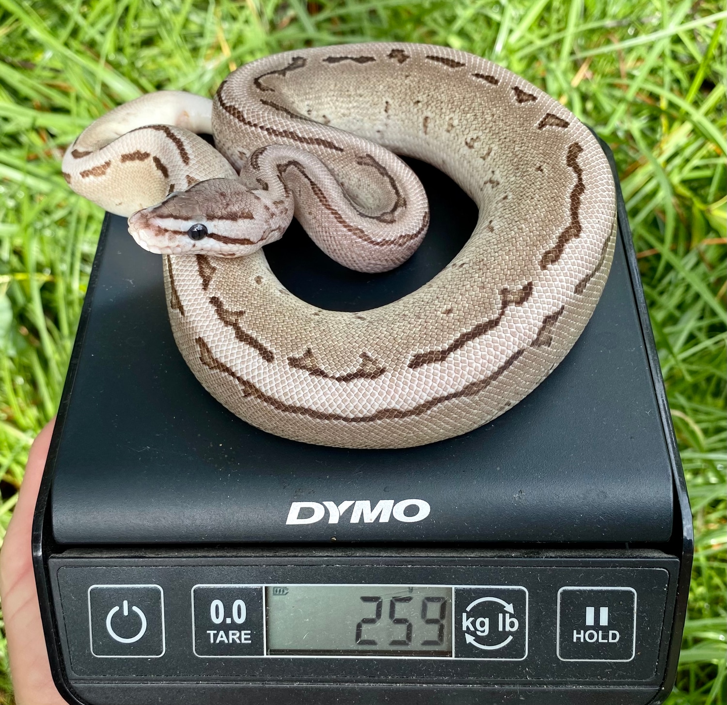 Axanthic VPI Fire Pinstripe Ball Python by MattJReptiles - MorphMarket