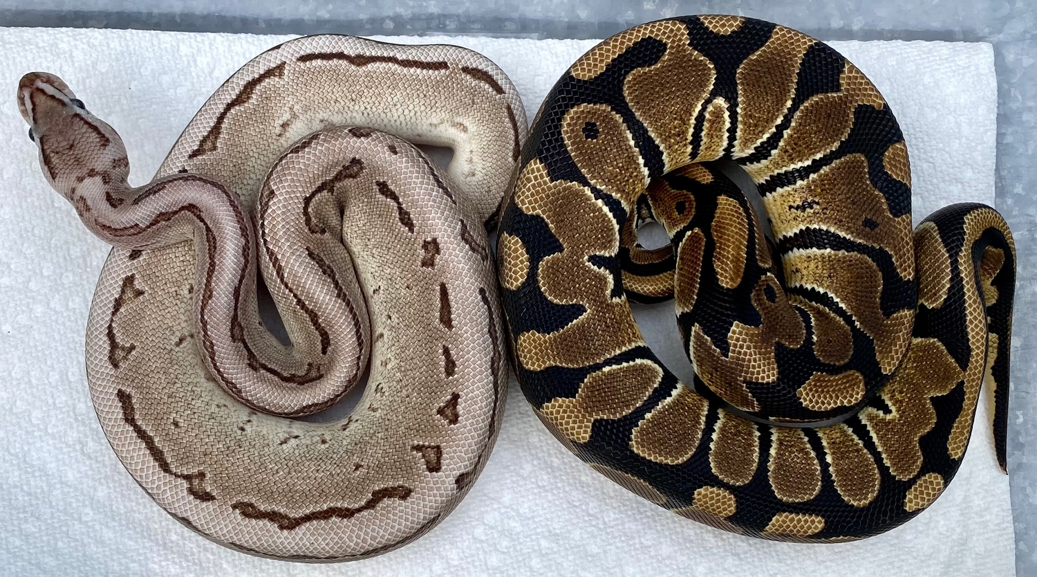 Axanthic VPI Fire Pinstripe Ball Python by MattJReptiles - MorphMarket