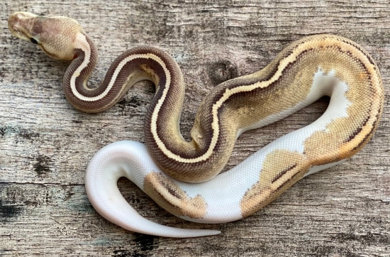 Disco Fire Cinnamon Ball Python by MattJReptiles