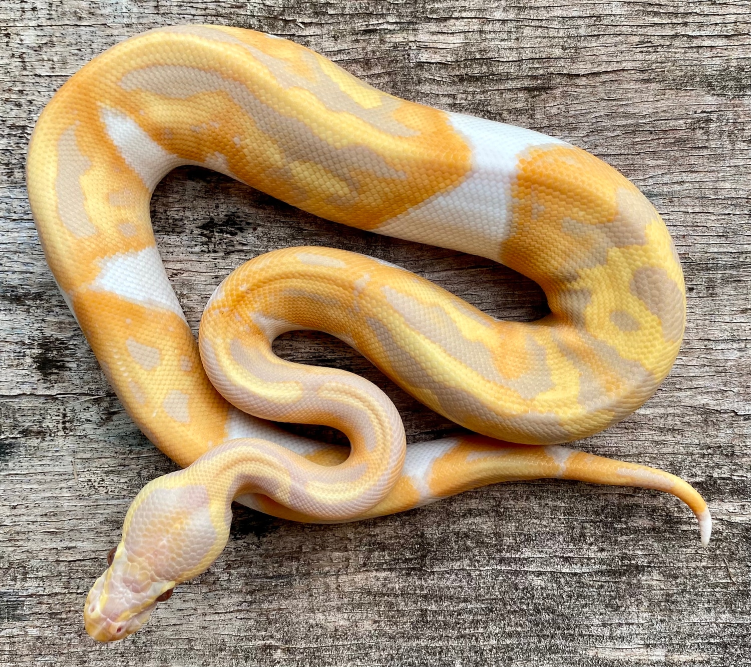 Candy Piebald Ball Python by MattJReptiles - MorphMarket
