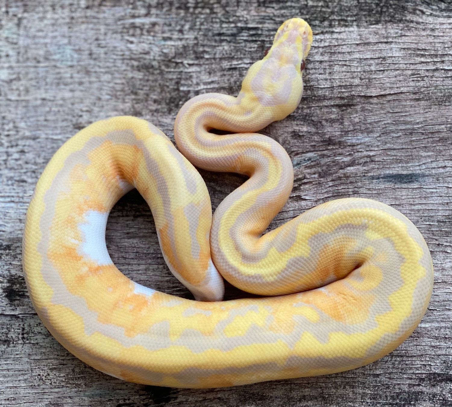 Pastel Candy Piebald Ball Python by MattJReptiles - MorphMarket