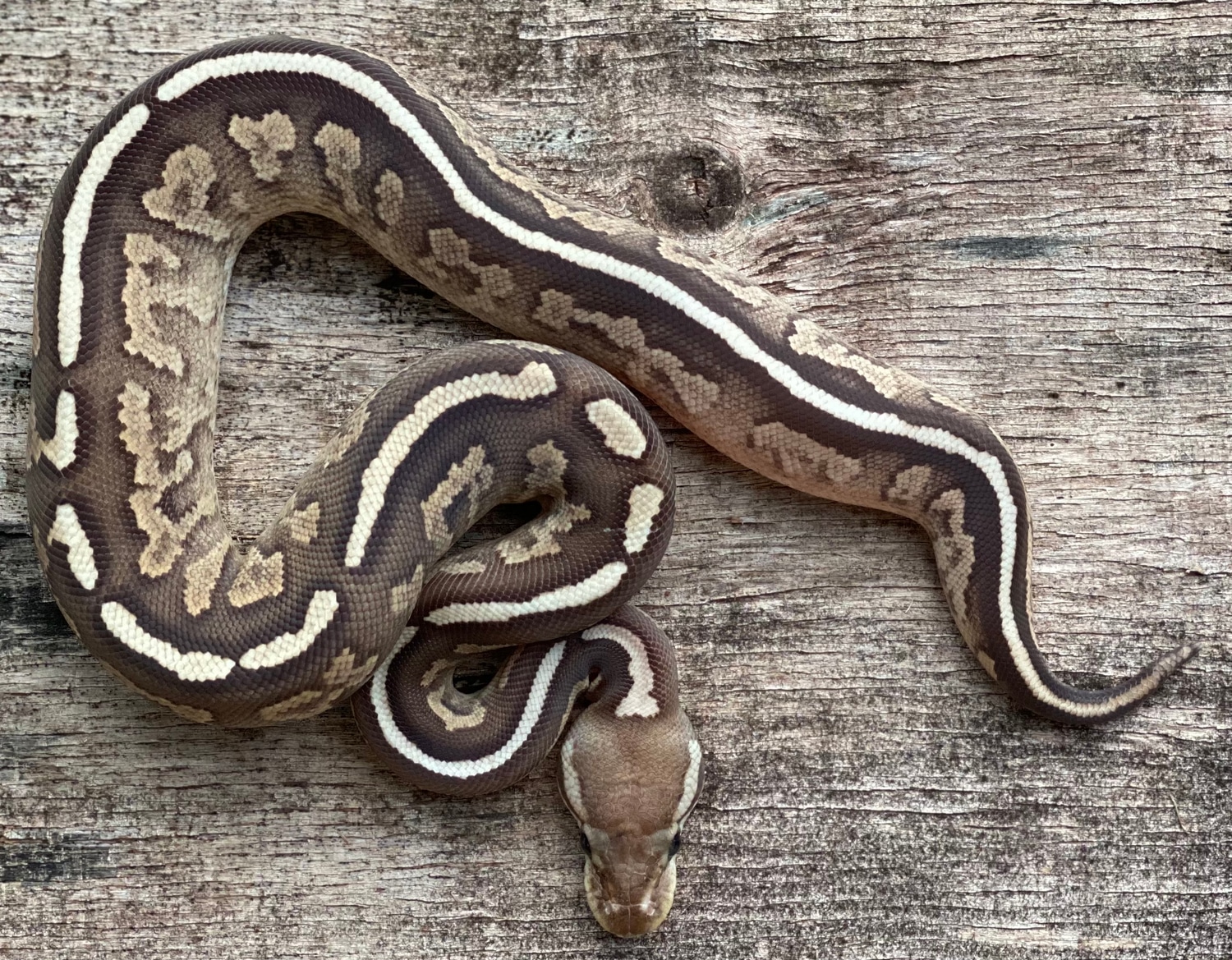 Super Disco Cinnamon Ball Python by MattJReptiles - MorphMarket