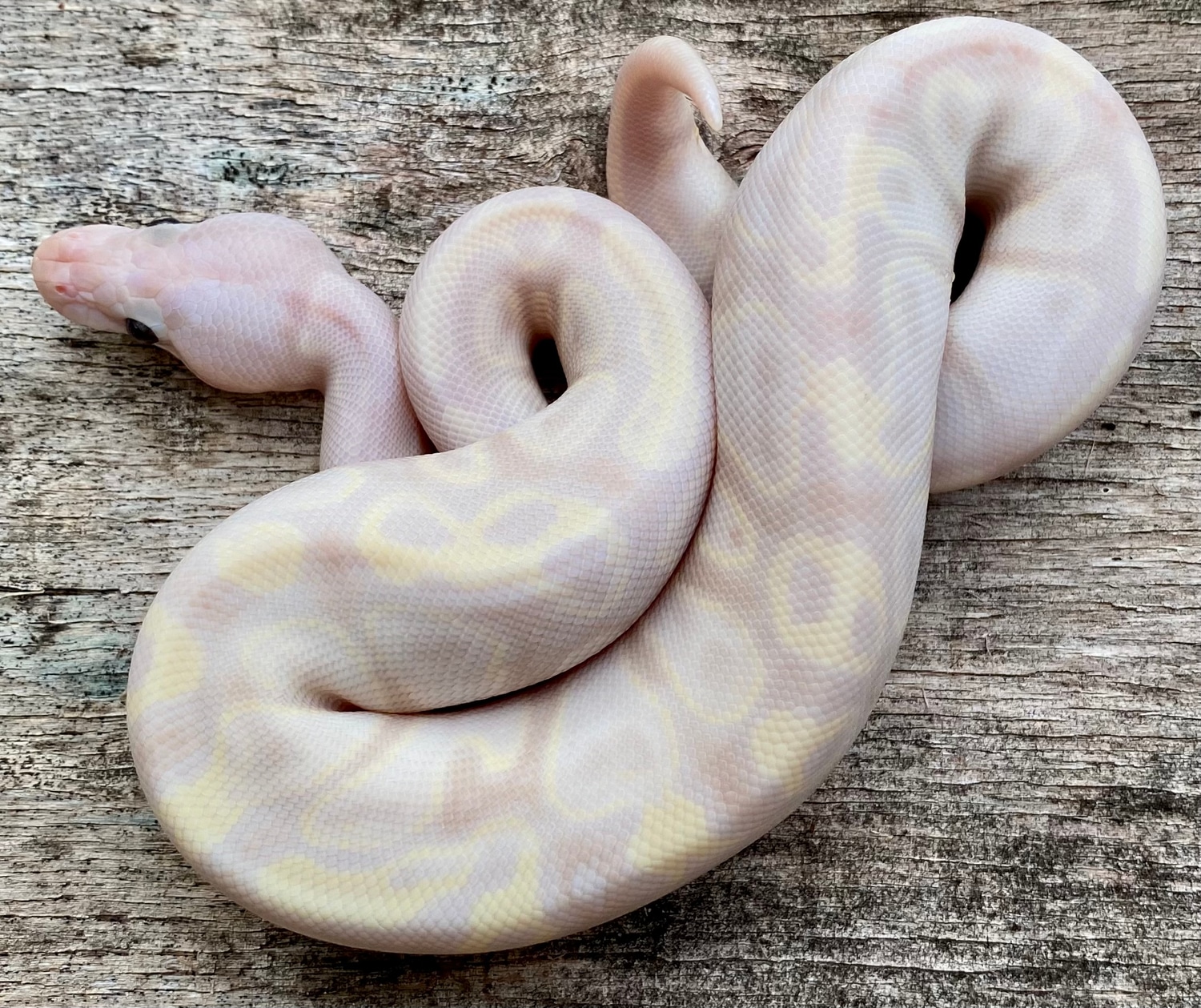 Super Banana Het Piebald Ball Python by MattJReptiles - MorphMarket