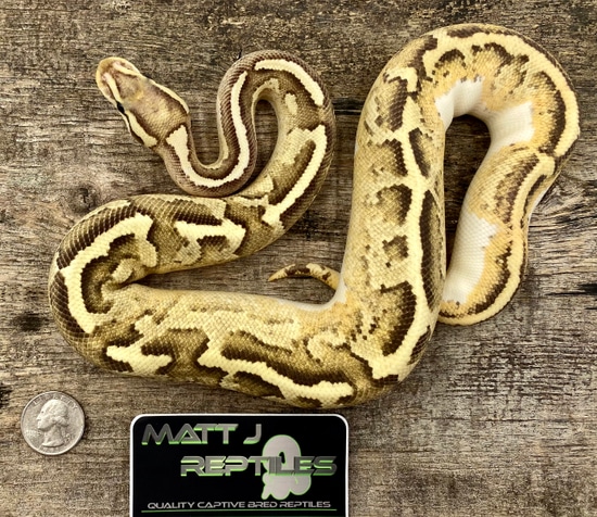Disco Fire Ball Python by MattJReptiles
