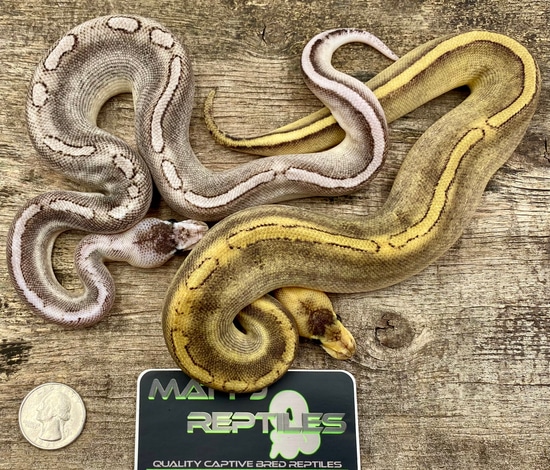VPI Axanthic Champagne Ball Python by MattJReptiles