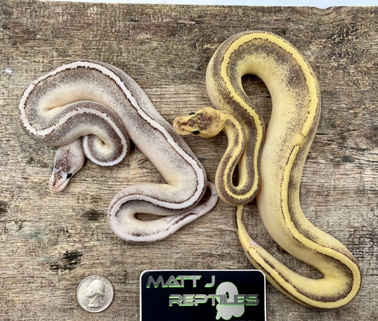 VPI Axanthic Champagne Fire Ball Python by MattJReptiles