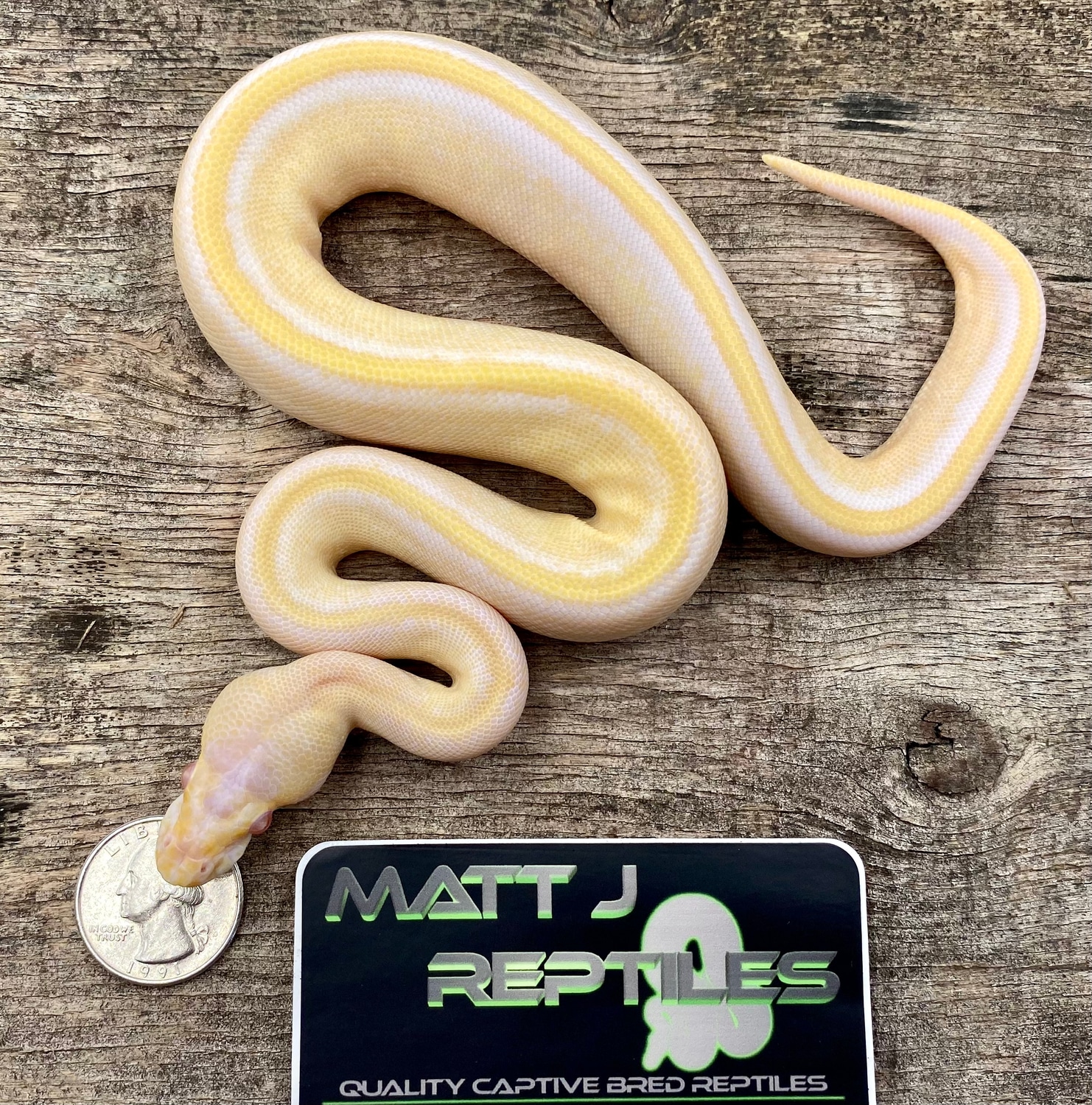Albino Suma Ball Python by MattJReptiles - MorphMarket