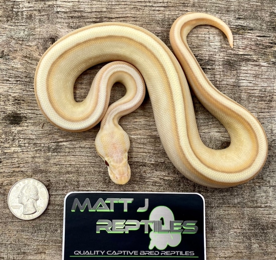 Caramel Albino Banana Butter Genetic Stripe Ball Python by MattJReptiles
