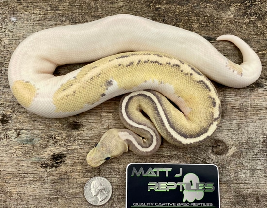 Disco Fire Cinnamon Ball Python by MattJReptiles