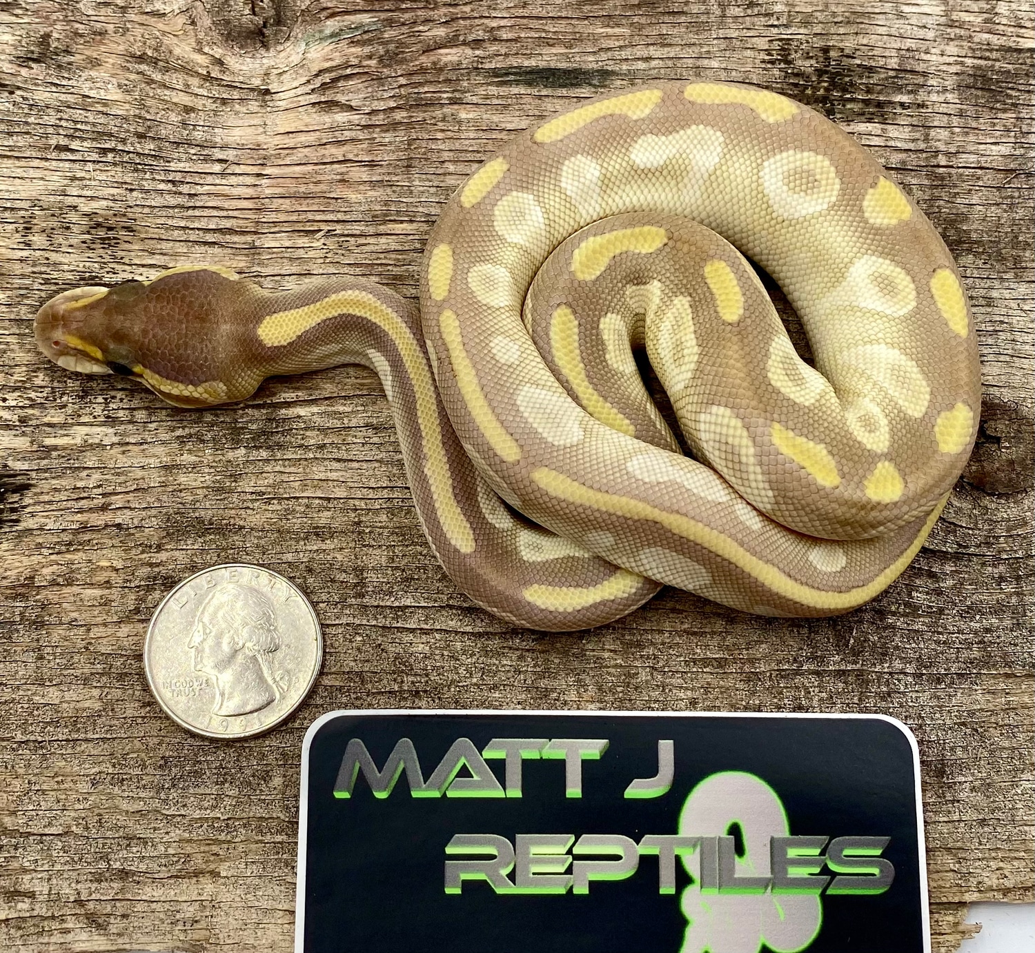 Crystal Ball Python by MattJReptiles - MorphMarket