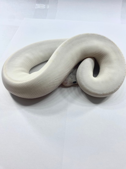 Blue Eye Lucy Ball Python by M.L pythons