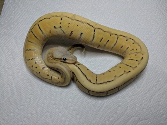 Lemon Blast Desert Ghost 66% Het Ghost Ball Python by ML Exotics