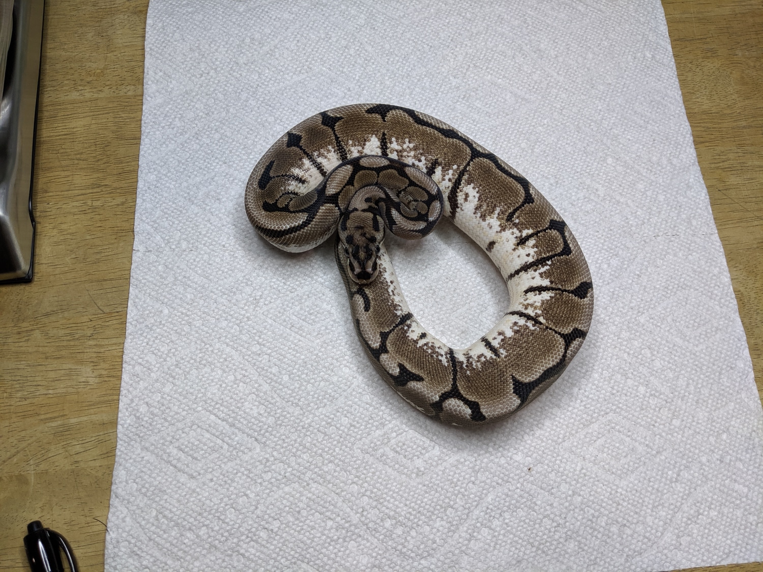 Black Axanthic Spider Ball Python by ML Exotics - MorphMarket