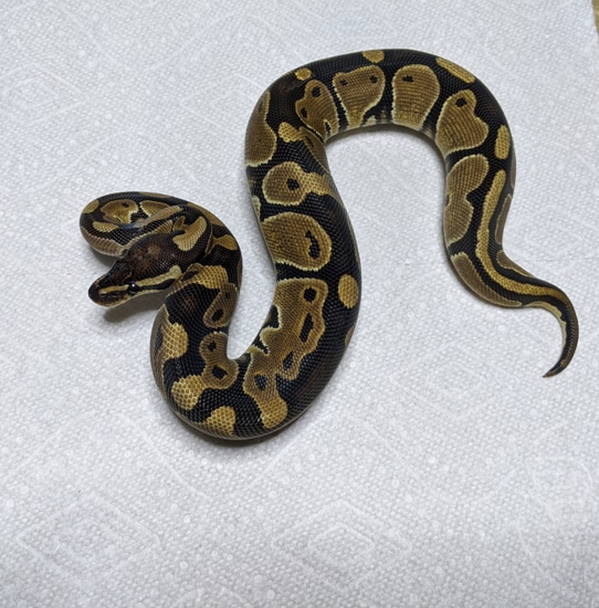 Het VPI Lavender Snow Ball Python by ML Exotics