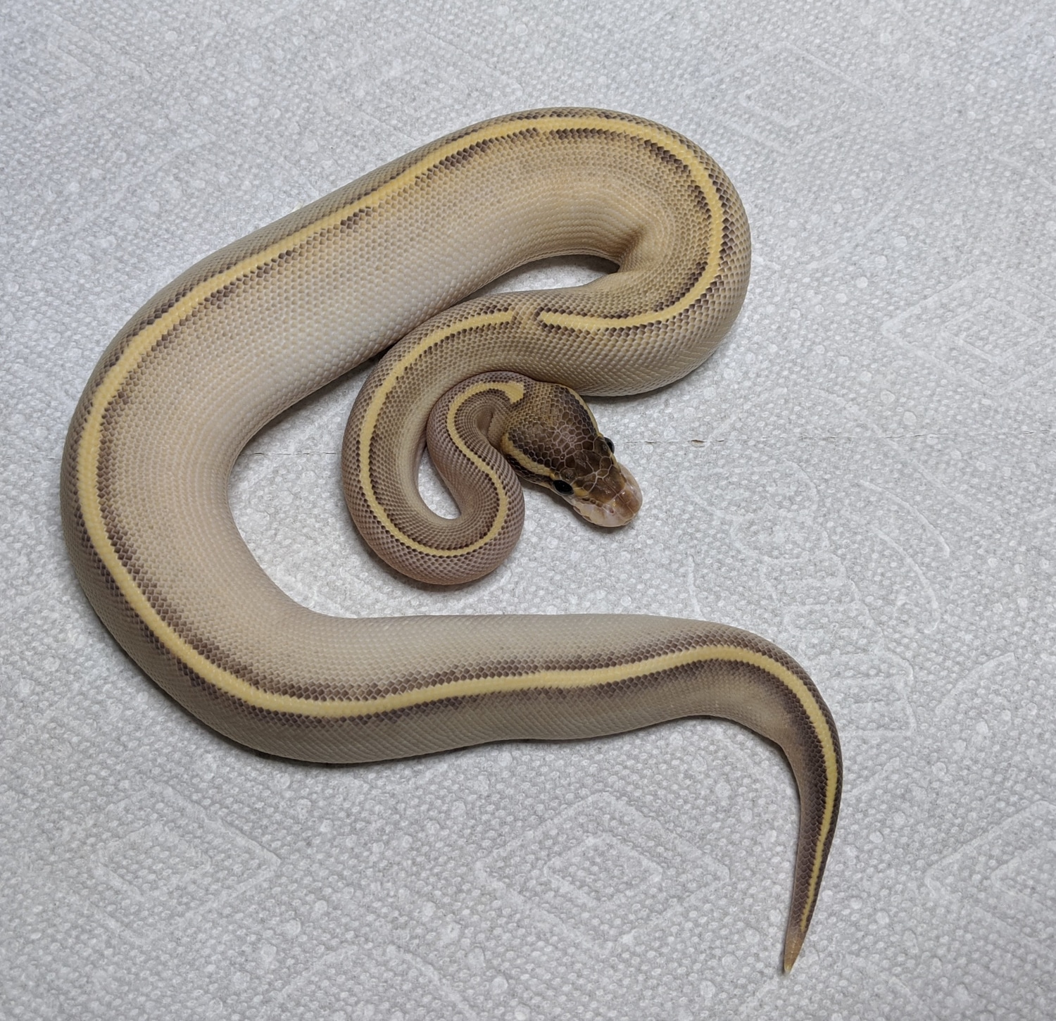 Mojave Fire Highway Ball Python by ML Exotics - MorphMarket