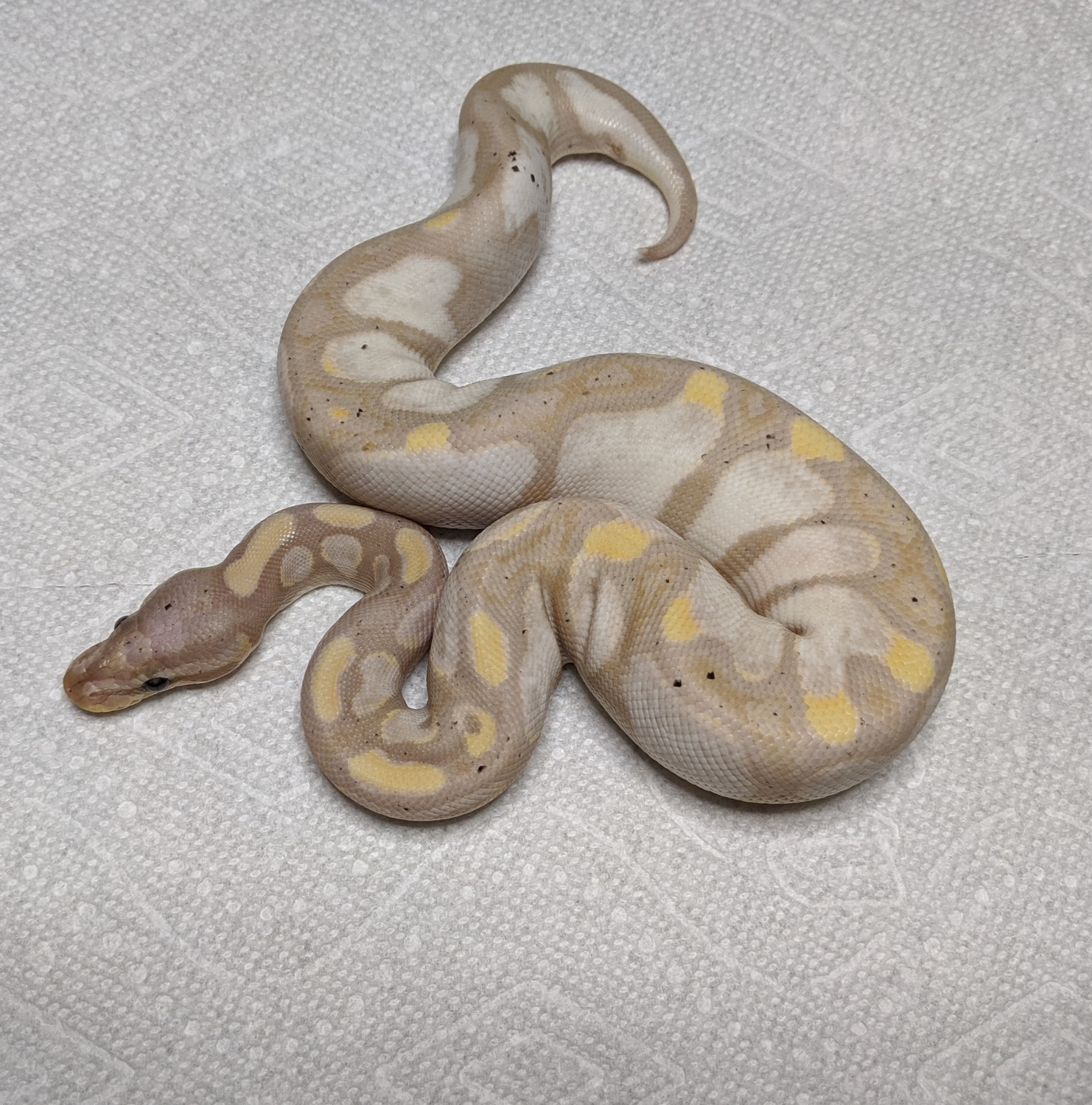 Super Banana Calico Ball Python by ML Exotics - MorphMarket