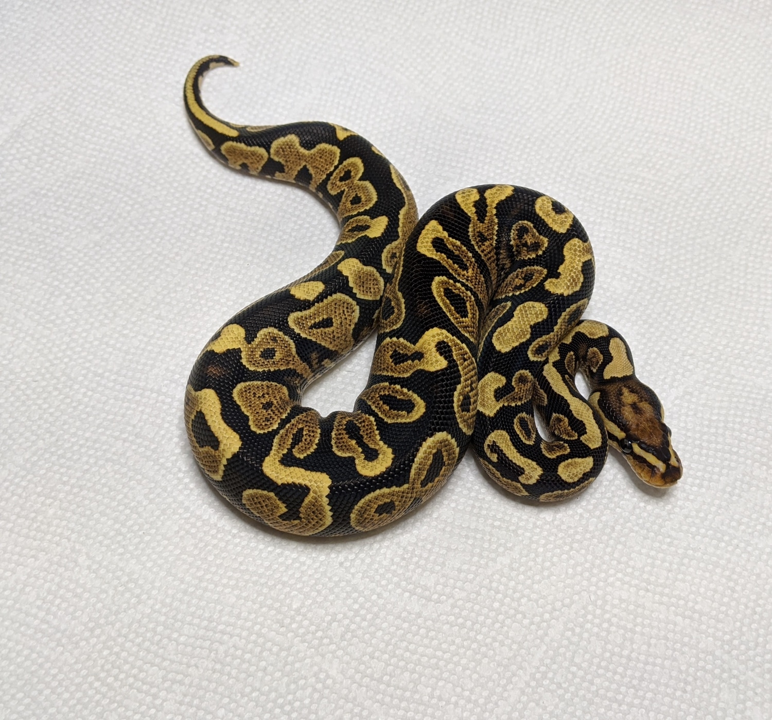 Lace Yellow Belly Ball Python by ML Exotics - MorphMarket