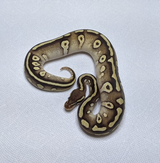 Mojave Yellow Belly Het Dreamsicle Ball Python by ML Exotics