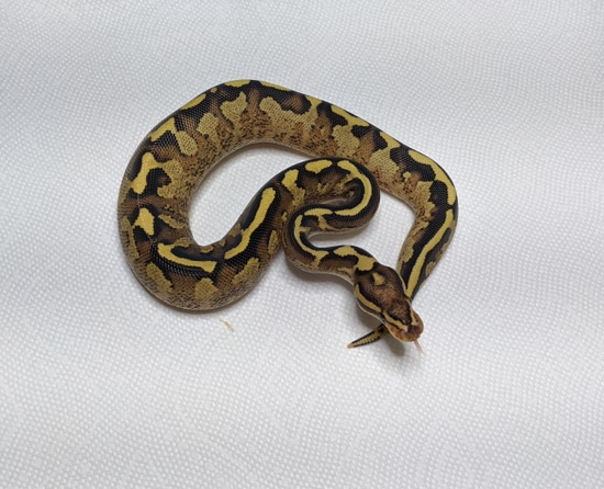 Asphalt Spark Ball Python by ML Exotics
