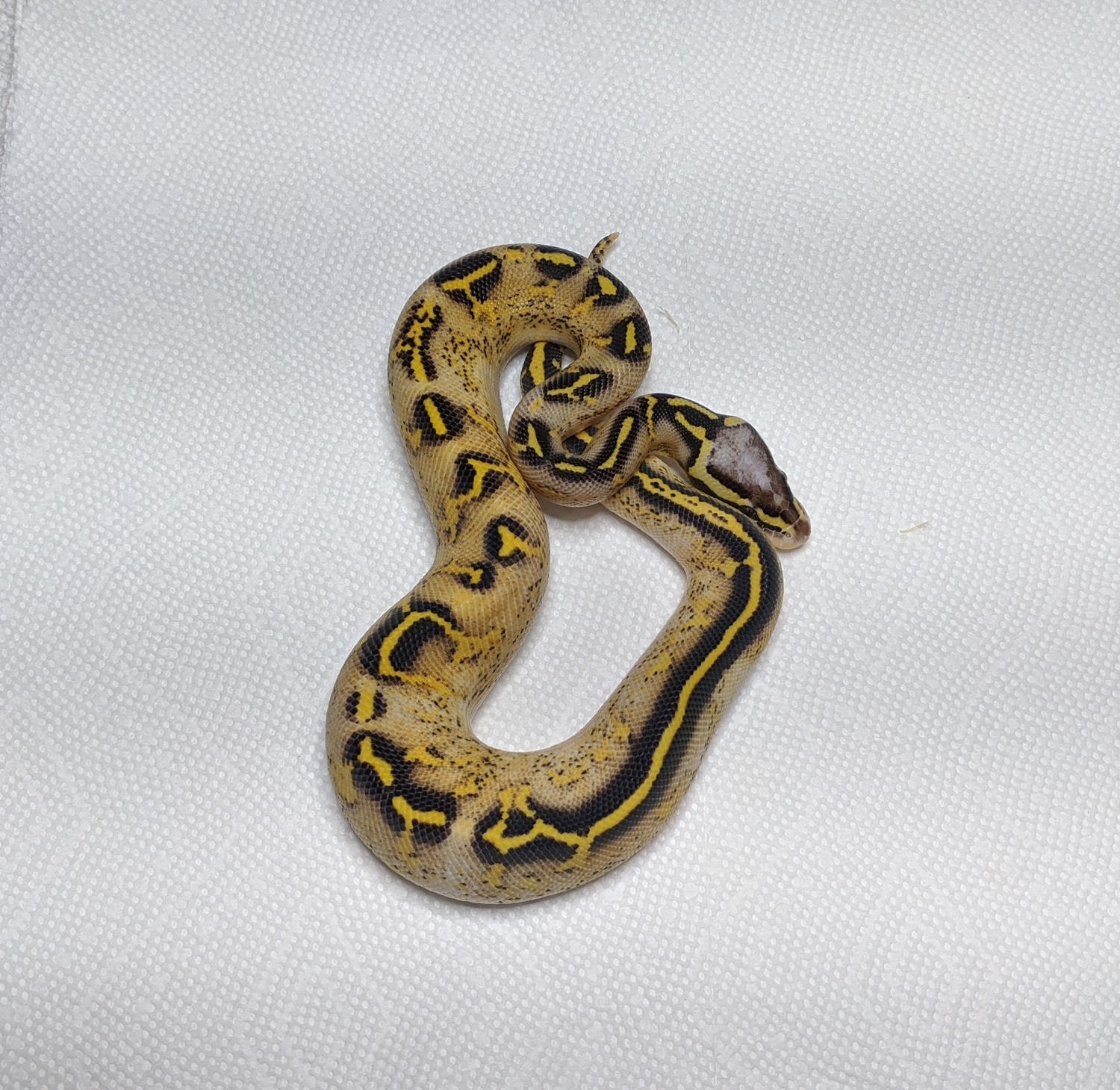 Pastel Asphalt Spark Ball Python by ML Exotics - MorphMarket
